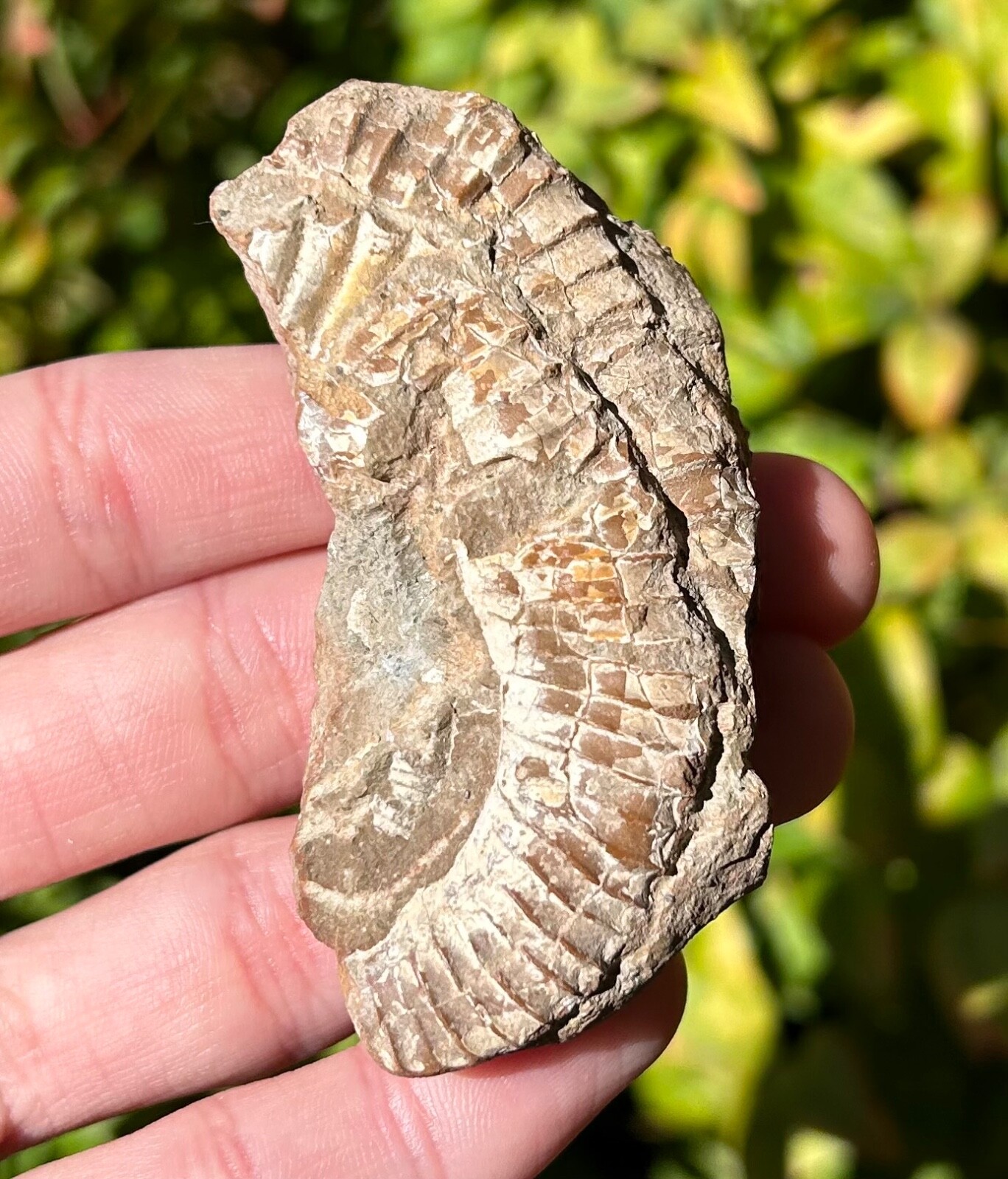 Rare Texas Fossil Ammonite Glyptoxoceras Heteromorph Cretaceous Ozan ...