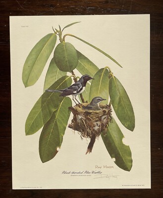 Ray Harm Signed 1974 Black-Throated Blue Warbler Print 12”x15” | eBay