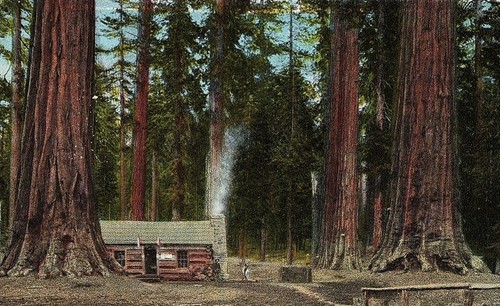 Mariposa Grove of Big Trees Yosemite National Park, Cal. Postcard P122 ...