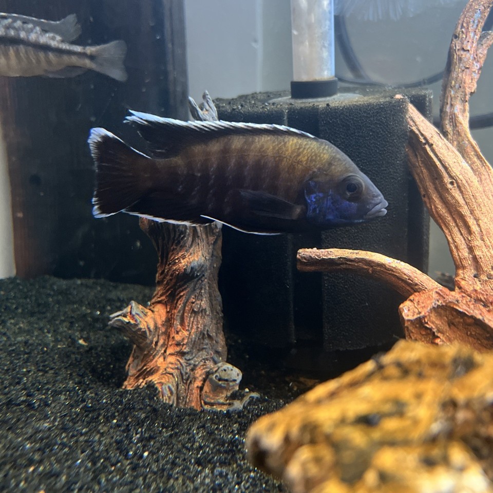 Walteri aulonocara Cichlid 4-5” Male USA *what You See Is The Fish You ...