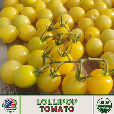 10 Lollipop Tomato Seeds, Organic, Open-Pollinated, Non-GMO, Genuine ...