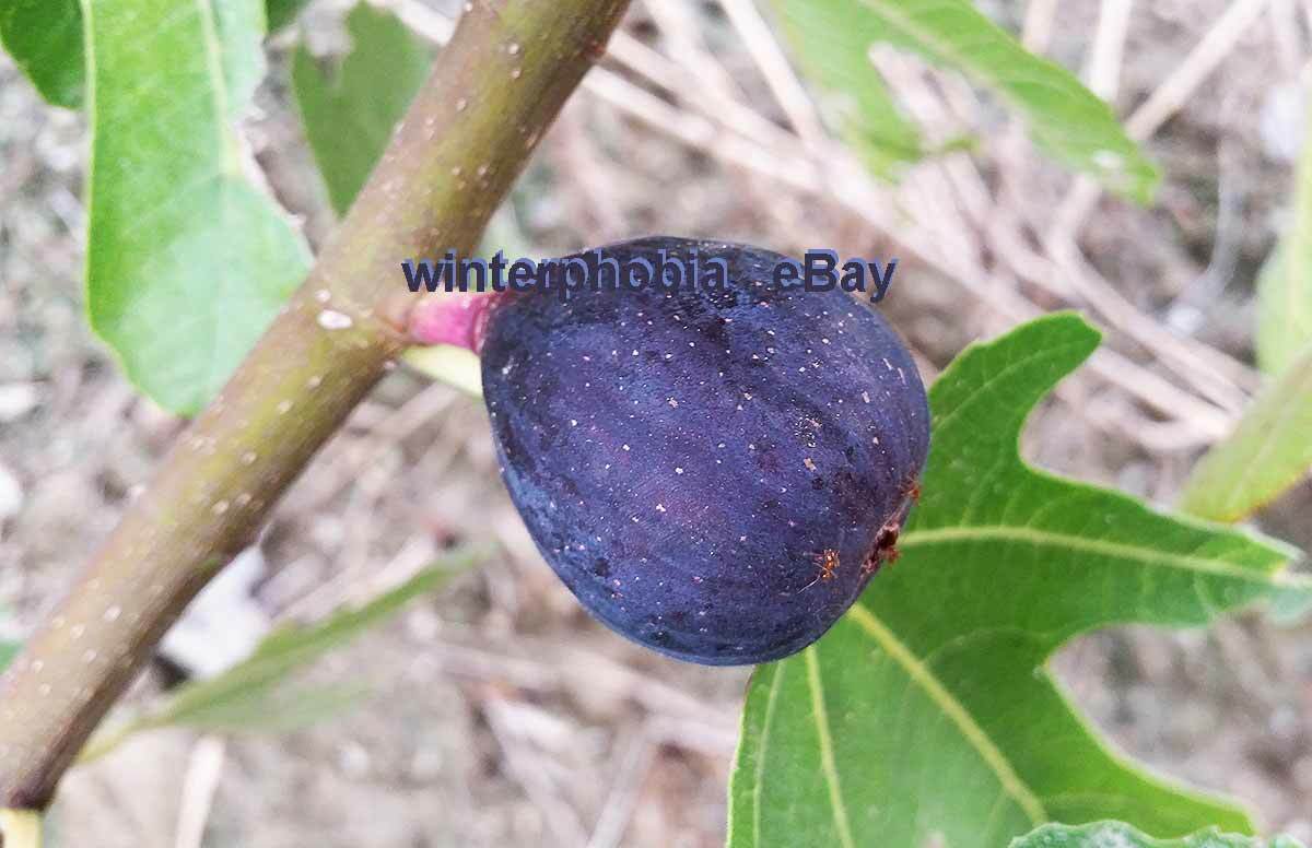 3 CUTTINGS &S; Fig Tree ,C Type, Holy Land US $4.10 fepefi.com.br