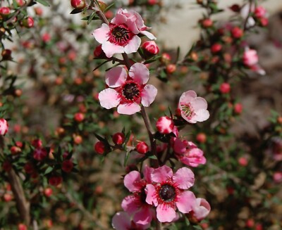 100 MANUKA SEEDS-LEPTOSPERMUM TEA TREE-NATIVE BUSH TUCKER-MEDICINAL ...