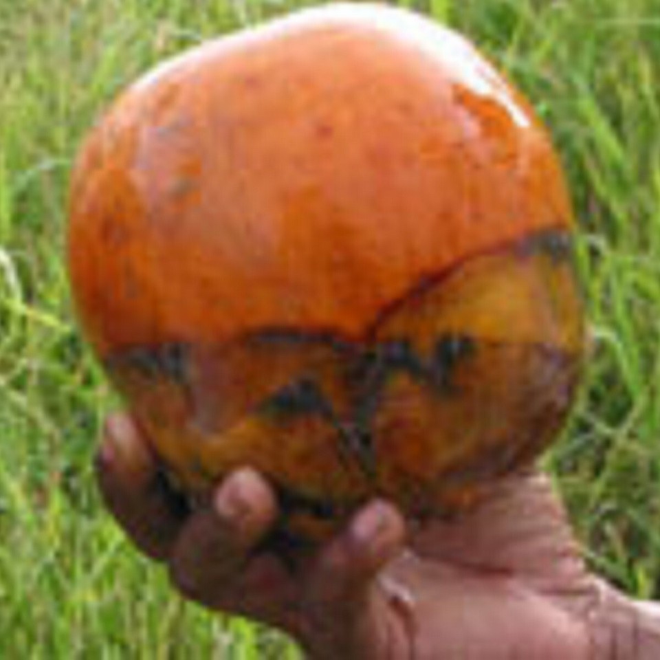 ~Achicha~ Cola rostrata K.Schum. Califlorous Fruit Tree Plant | eBay