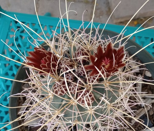Sclerocactus uncinatus var. wrightii Monster Gigantic Head Cactus 164 ...