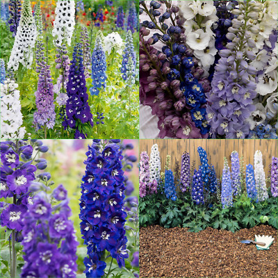 DELPHINIUM MAGIC FOUNTAINS MIX 15+ Seeds Grow FLOWERS Beautiful GARDEN ...