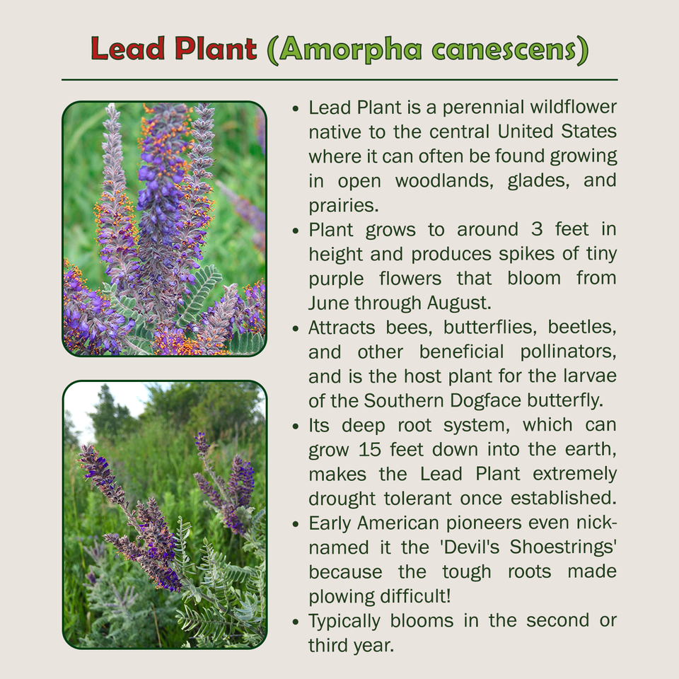 200 Lead Plant Seeds, Amorpha canescens, Native Wildflower, Drought ...