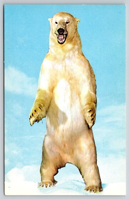 Postcard Upright Polar Bear Ursus maritimus | eBay