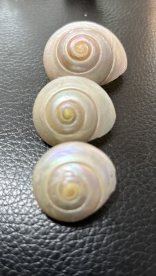 Turbo Muffin Snail Shells 1/2”-1” Lot Of 3 Beautiful Seashell Shell | eBay