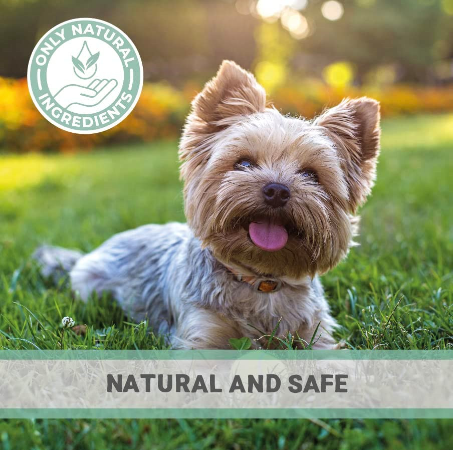 What Cough Medicine Is Safe For Dogs