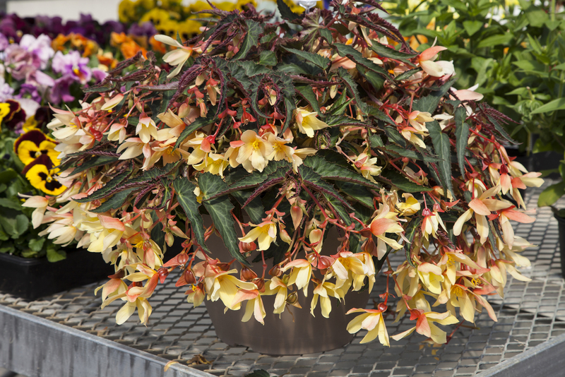BIN#2R7D7 Begonia Seeds Bossa Nova Yellow Trailing Begonia 15 Pelleted ...