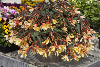 BIN#2R7D7 Begonia Seeds Bossa Nova Yellow Trailing Begonia 15 Pelleted ...