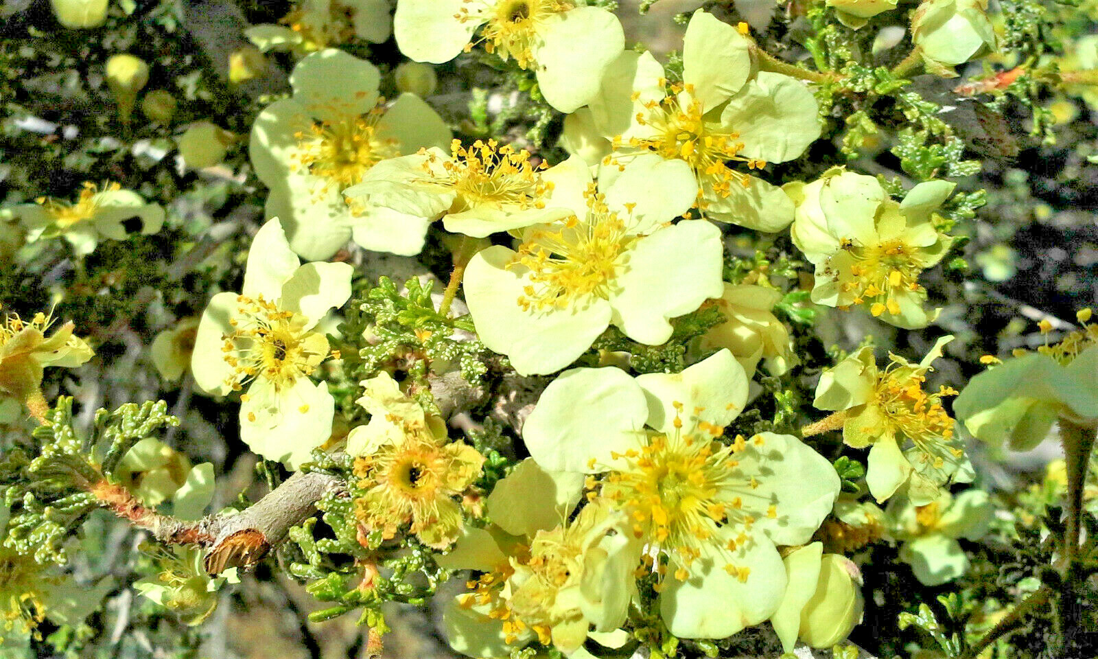 40 STANSBURY CLIFFROSE Purshia Stansburiana Cliff Rose Desert Shrub ...