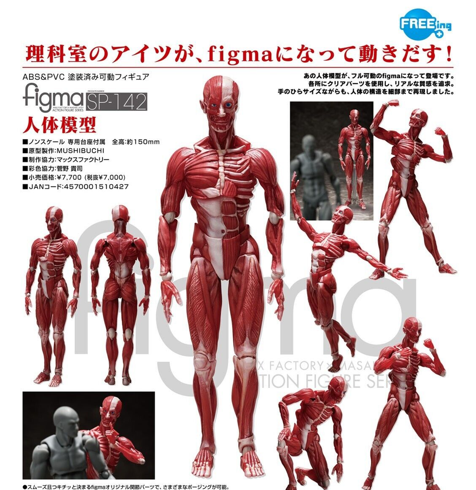 The Table Museum Human Anatomical Model Figma SP-142 Freeing Max ...