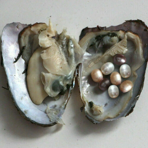 Real Pearl In Oyster