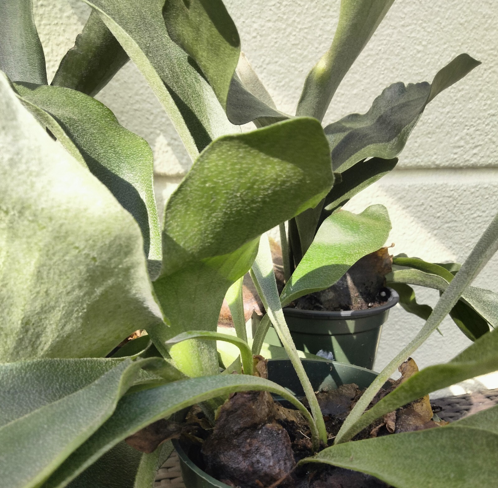 Staghorn Fern - Stag Head Fern (Platycerium Bifurcatum) | eBay