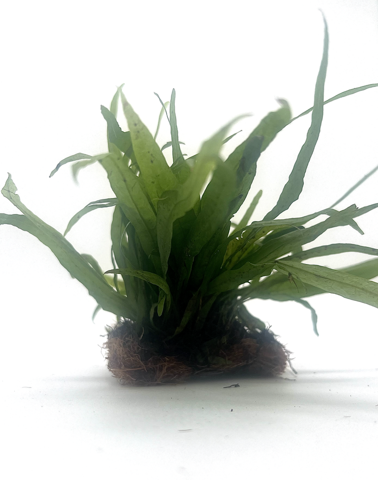 BUY 2 GET 1 FREE Java Fern Mat (Microsorum) on Coconut Mat Live ...