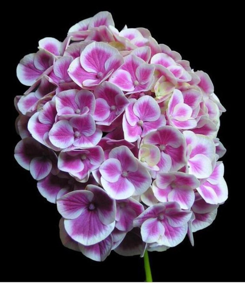 20 HYDRANGEA FLOWER SEEDS rare exotic ball bloom plant garden bush b ...