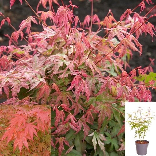 Dwarf Acer palmatum Japanese Maple Tree Hardy Perennial Garden Plant in ...