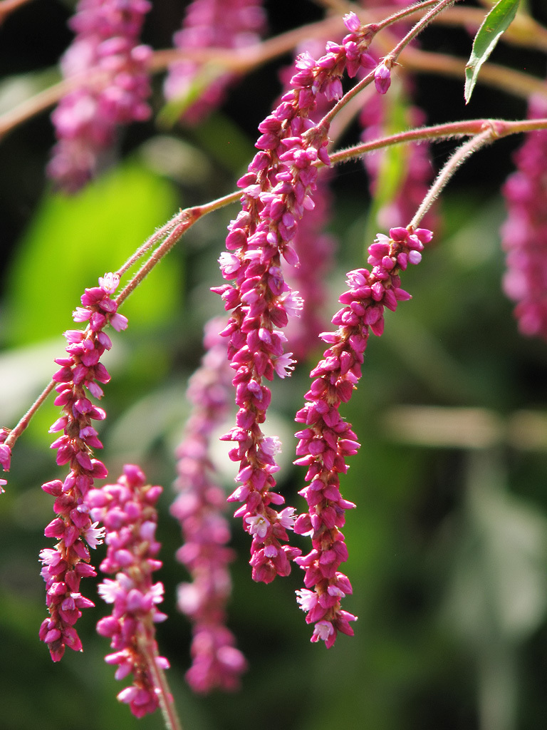 Polygonum Orientale Seeds - Cottage Country Garden Flower - VERY RARE ...
