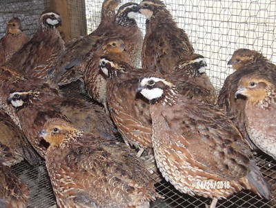 40+ Butler Bob White Quail Hatching Eggs | eBay