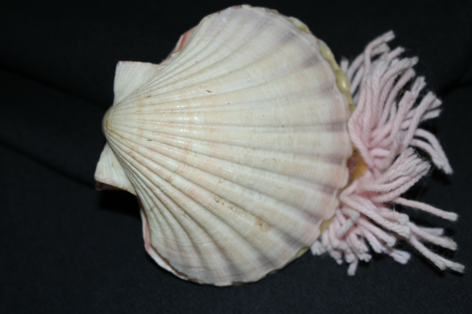 vintage SHELL art novelty man with moustache cockle type shell googly ...