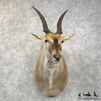 #25062 P | Common Cape Eland Taxidermy Shoulder Mount For Sale | eBay
