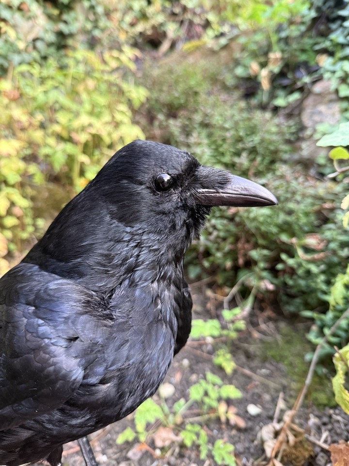 🎃 Taxidermy CROW Not raven man cave gothic skull curiosity Tattoo ...