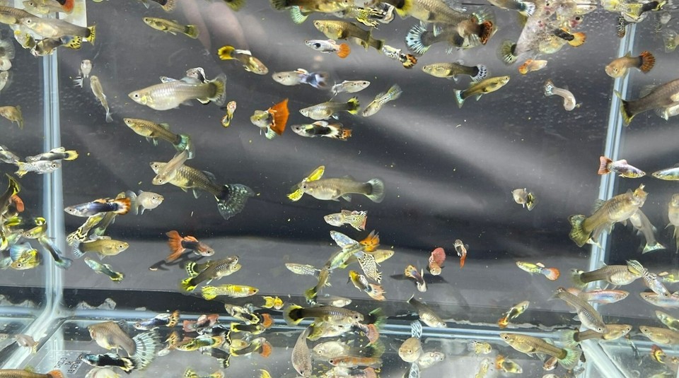 16 LIVE MIXED ASSORTED FANCY GUPPY TROPICAL COMMUNITY AQUARIUM ...