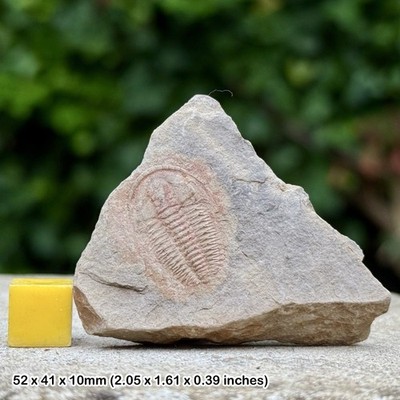 Rare Redlichia Trilobite Fossil – Early Cambrian, Emu Bay Shale ...