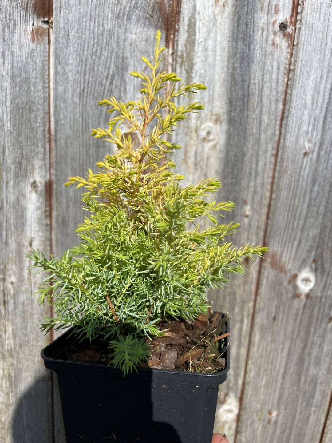 4x Mixed Selection of Dwarf Conifer Trees | 30cm tall | 9cm Pot 🇬🇧 UK ...