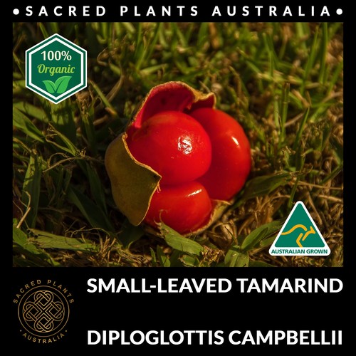 SMALL-LEAVED TAMARIND 5 Seeds | Diploglottis Campbellii Bush Food ...