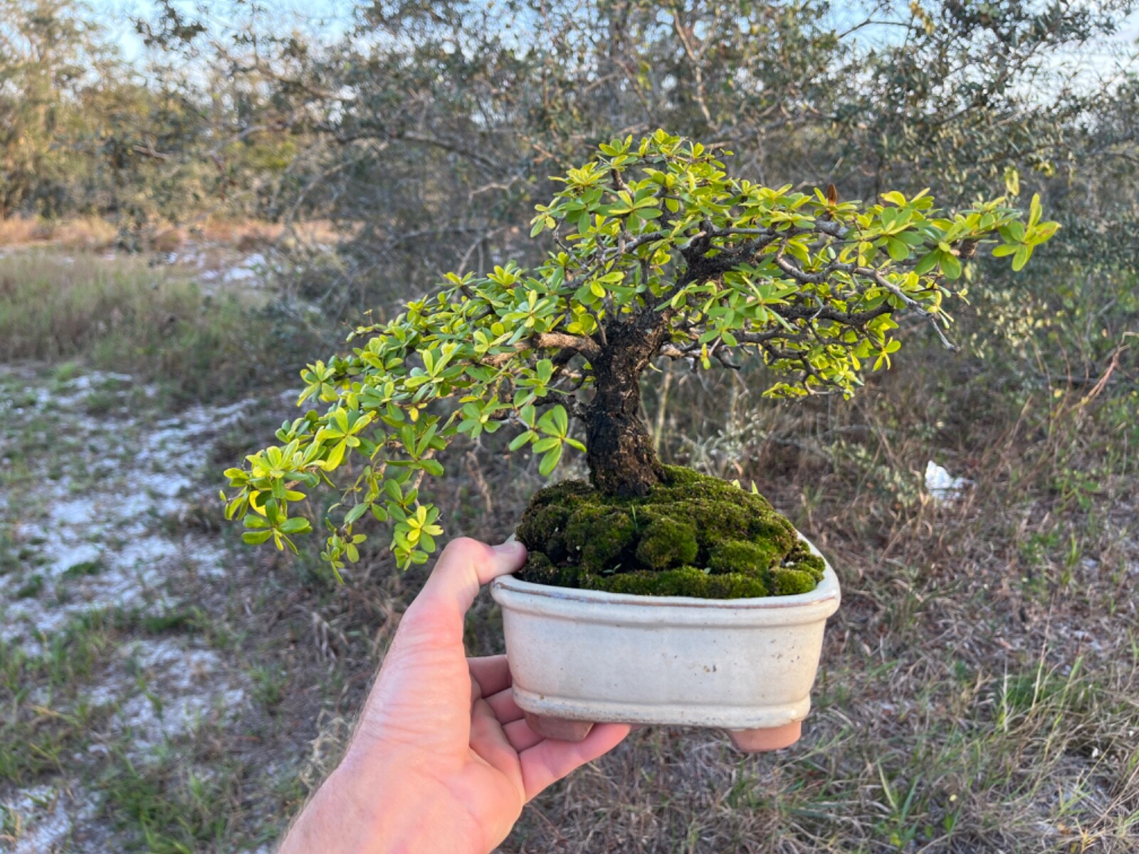 Florida native Spiny Black Olive bonsai tree | eBay