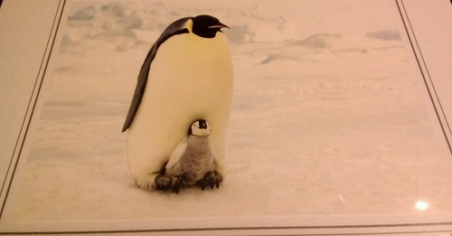 Penguin Chick Thankful Animal Photo Print 8x10 New Matted HQ Gift ...