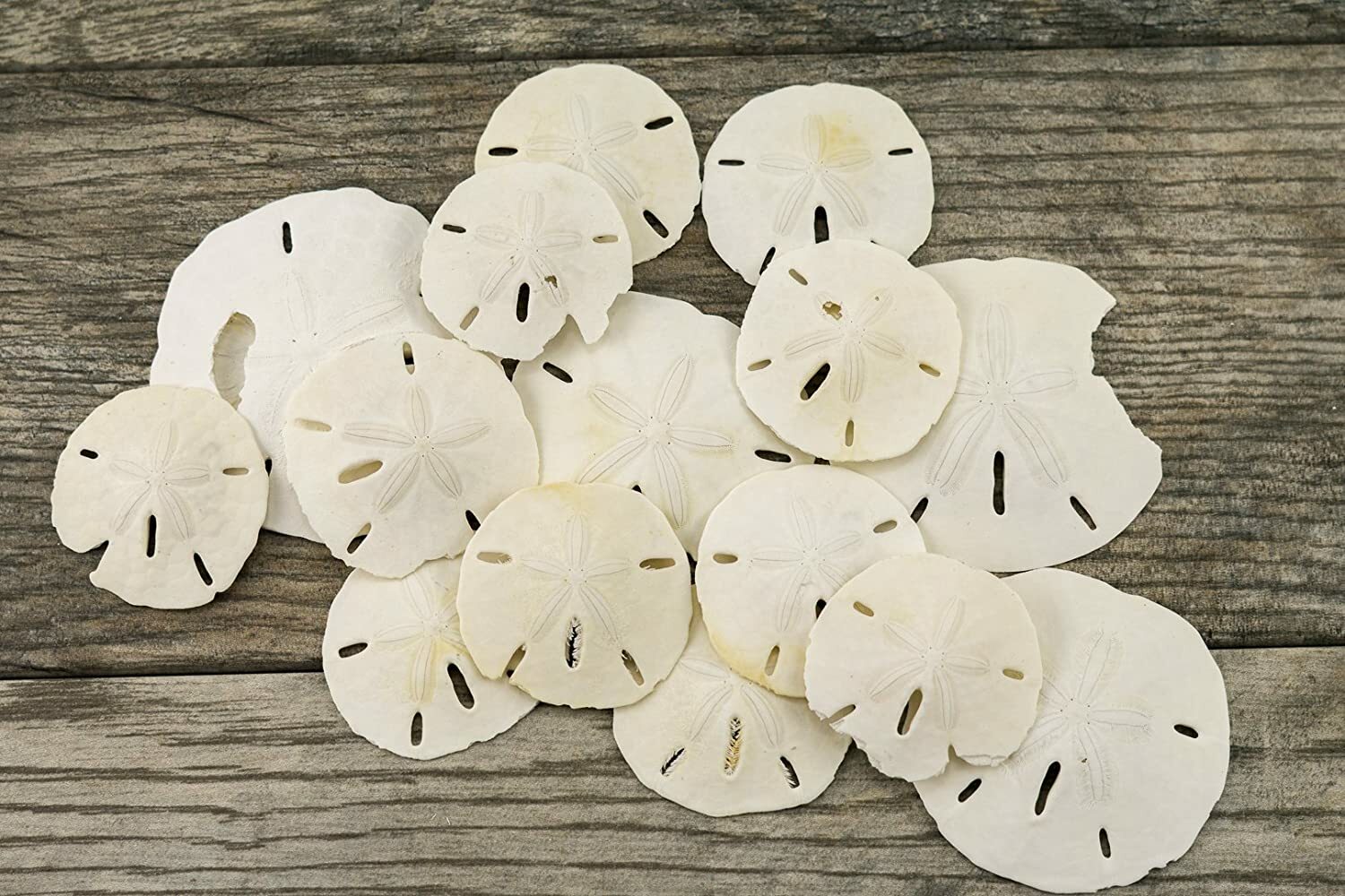Sand Dollar | Imperfect Real Sand Dollars 2"-3 1/4"| Set of 15 | eBay