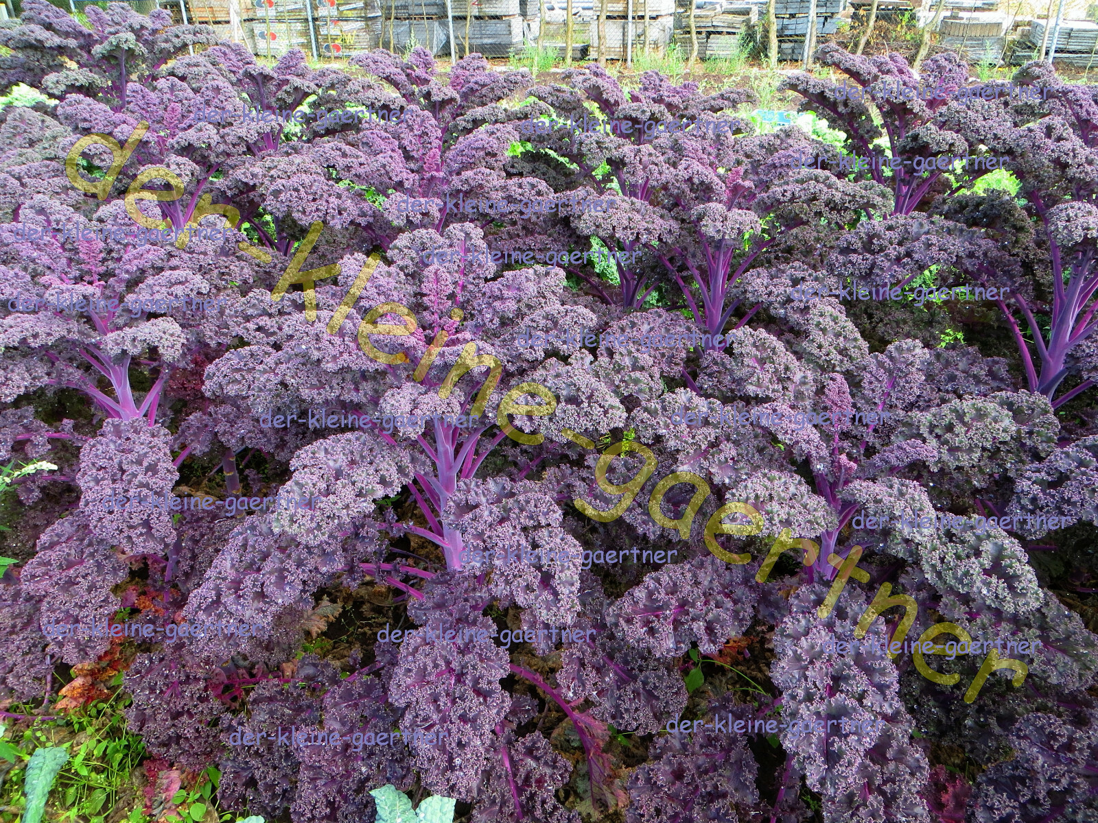 LILA GRÜNKOHL KRAUSKOHL VIOLETT FRIESISCHE PALME WINTERGEMÜSE 100 SAMEN ...