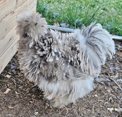 12+ Silkie, Satin, Frizzle Show Quality Hatching Eggs, NPIP Cert | eBay