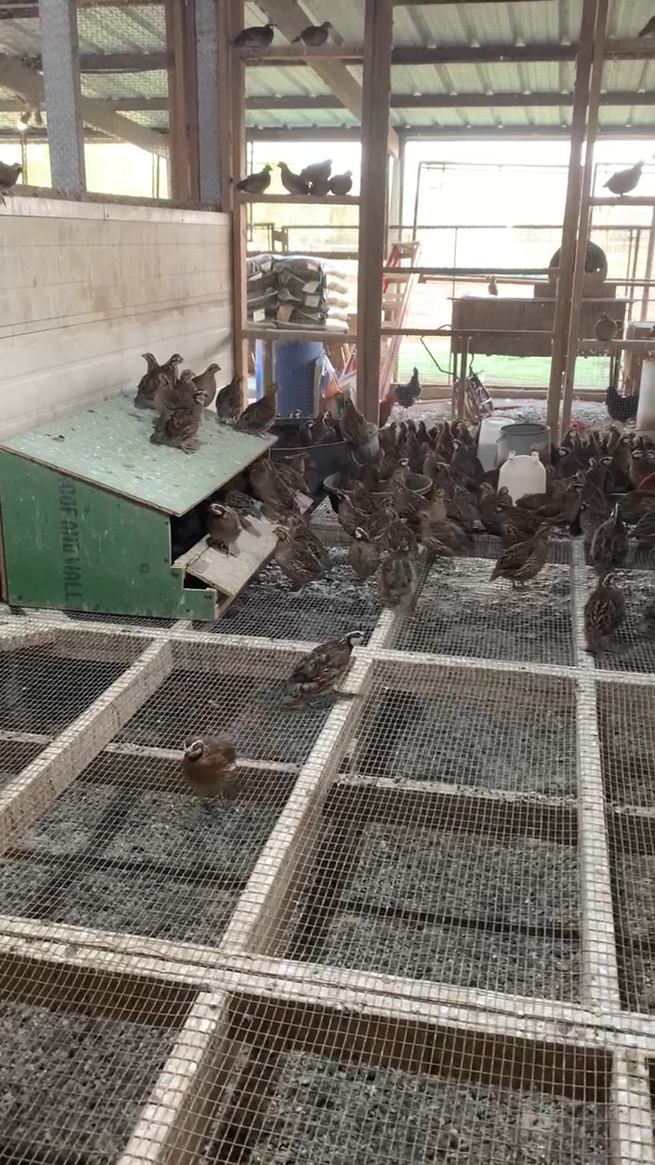 100 Butler bobwhite quail fertile hatching eggs | eBay