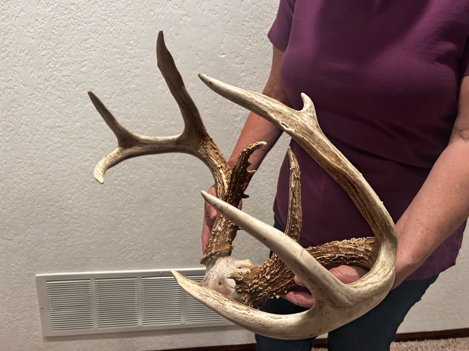 155 3/8” Awesome Kansas Whitetail WILD Deer Antlers Taxidermy Mount ...