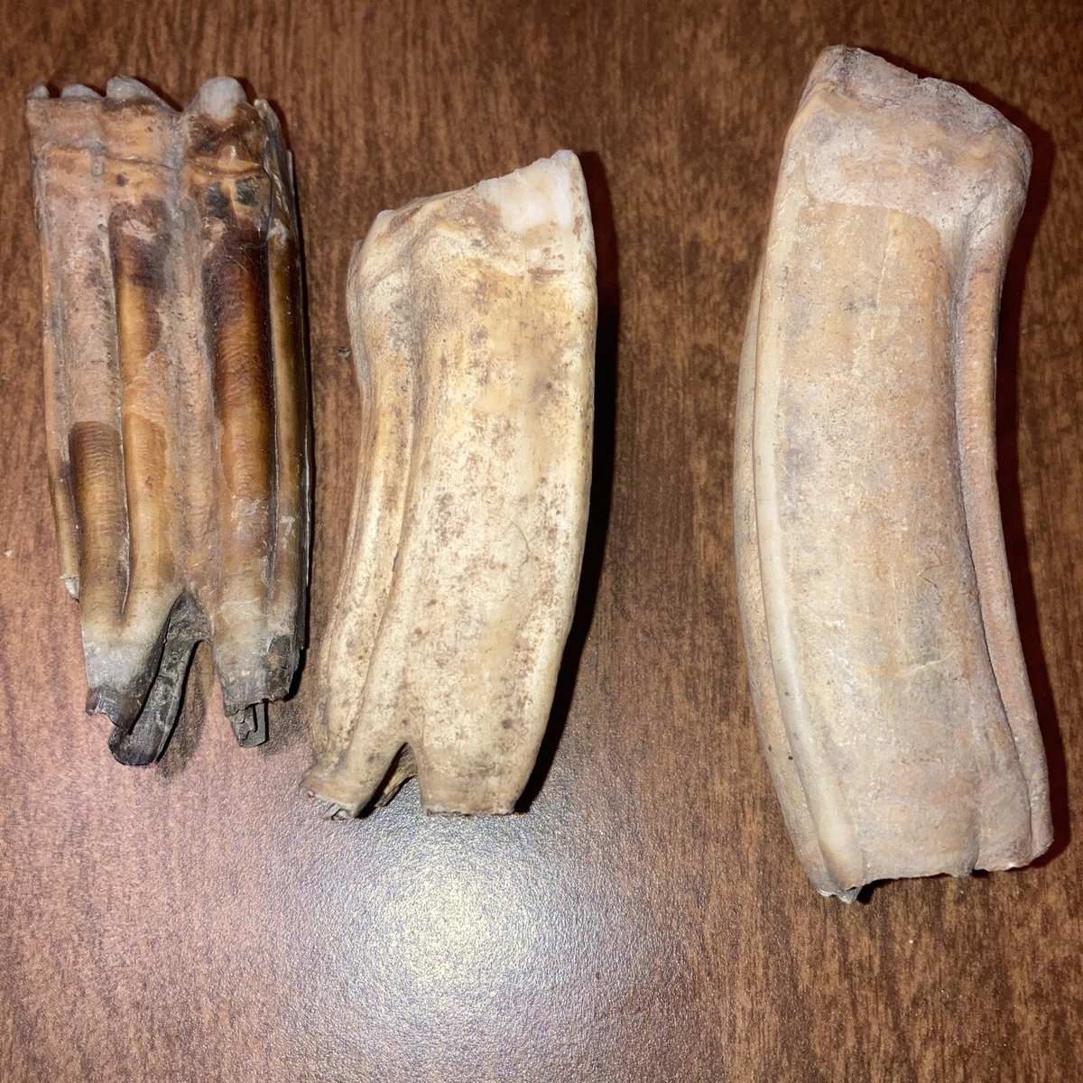 Fossil Camel Teeth