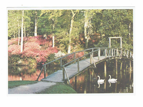 Middleton Place Plantation & Gardens Charleston #SC Azaleas BridgeSwans ...
