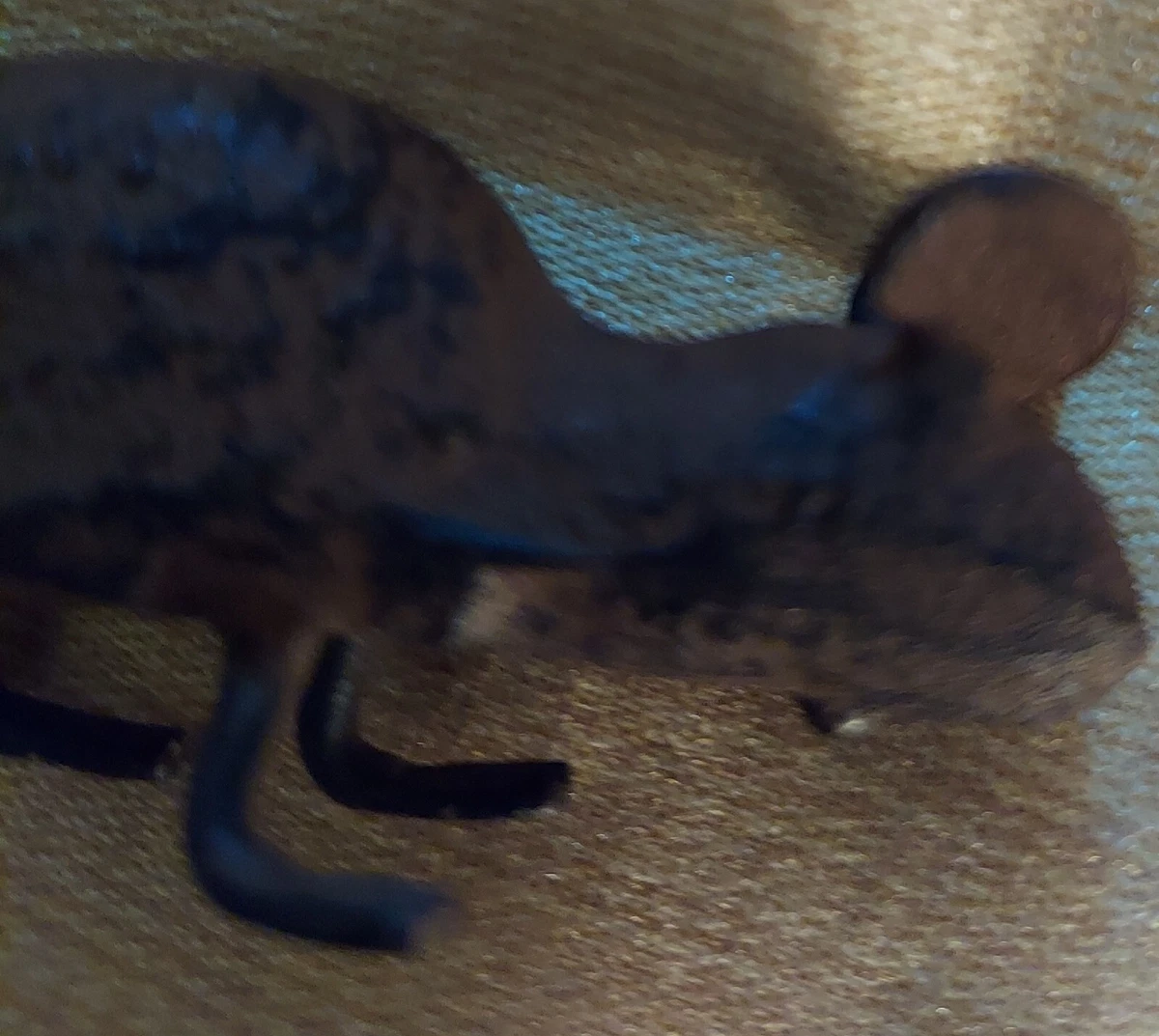 Three Blind Mice Makeup | Saubhaya Makeup