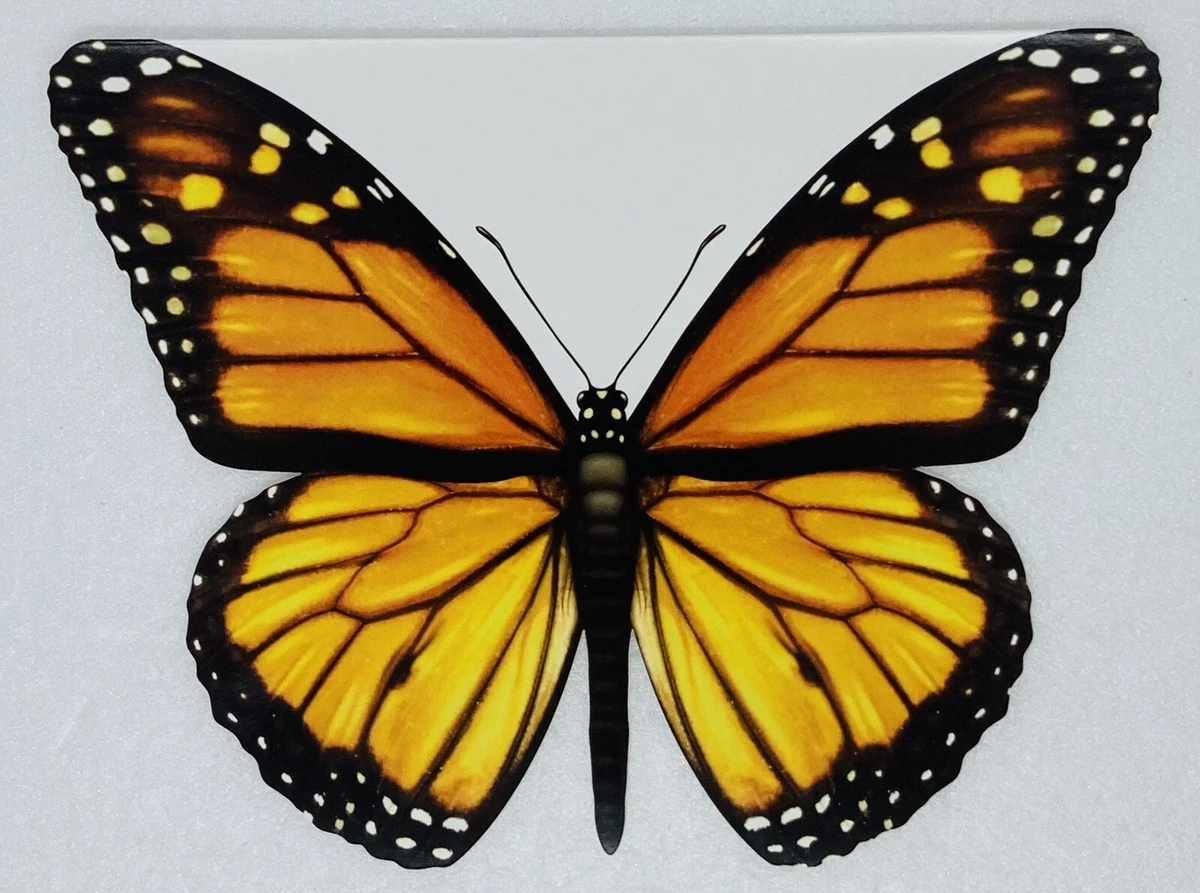 Monarch Butterfly Cut Out
