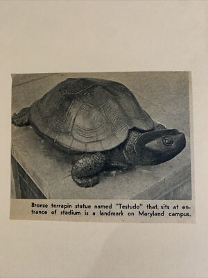 Maryland Terrapins Bronze Statue Testudo Stadium 1956 SR Football CO ...