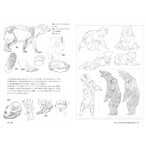 Drawing Animals Realistically Morpho Human Body Drawing Miniseries ...