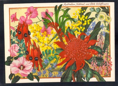 E7027 Australia National and State Floral Emblems artist postcard ...