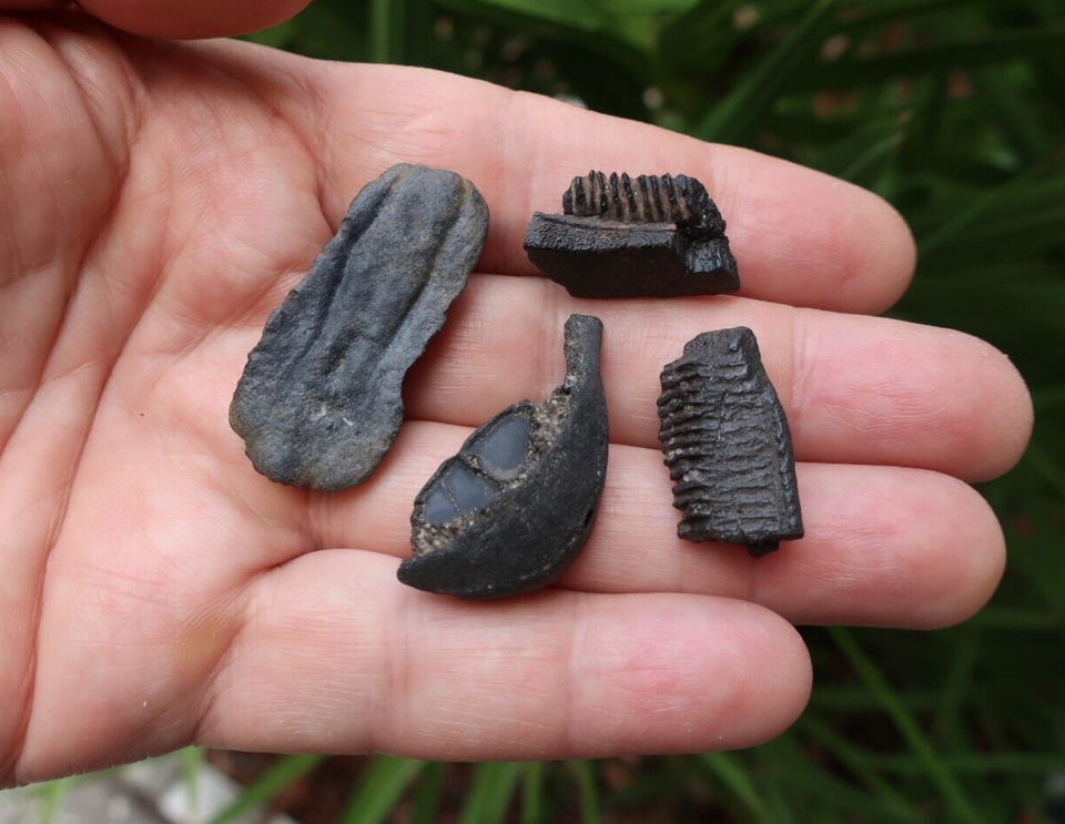 Florida Marine Fossil Lot | eBay