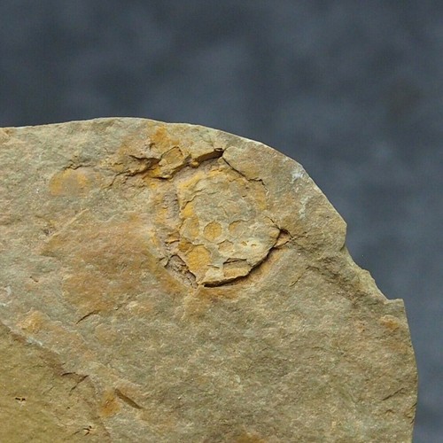 Cystoid Sucocystis theronensis Fossils France Echinoderm Cambrian | eBay
