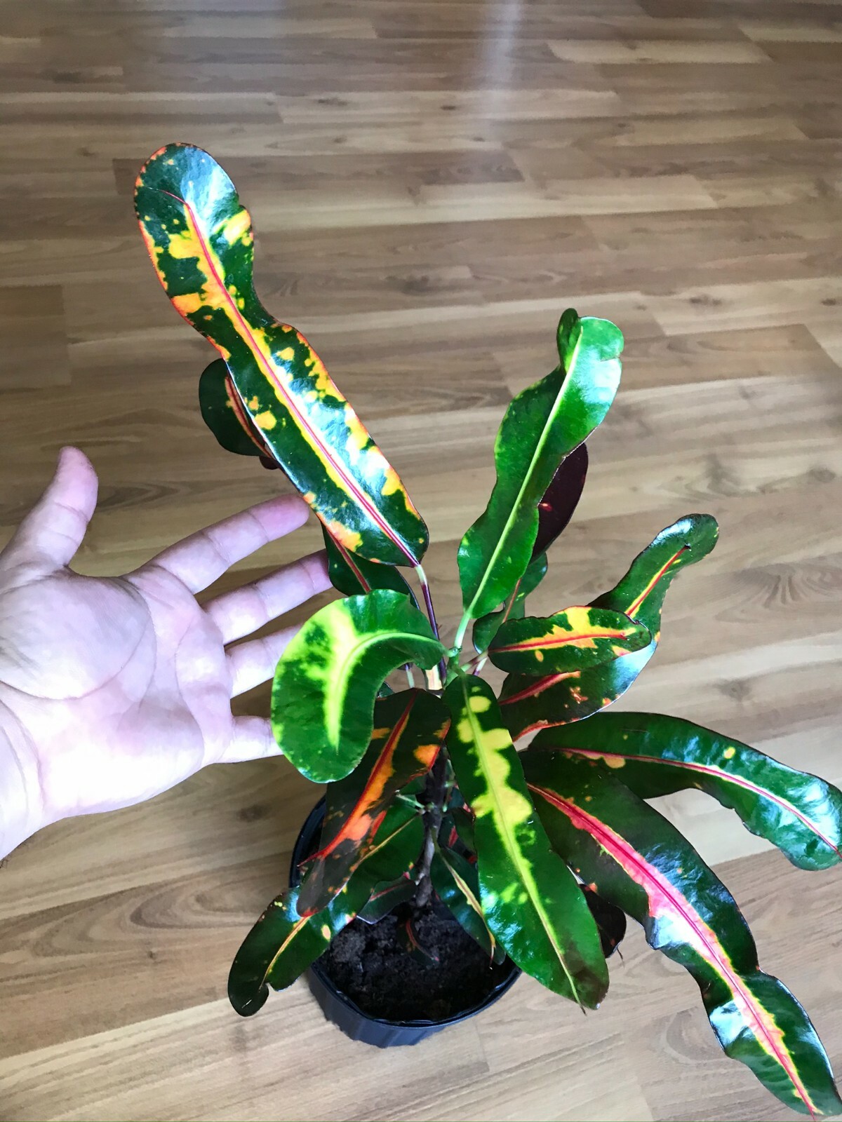 Mammy Croton | Mamey Croton | Live Plant | Outdoor/Indoor | eBay