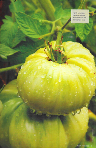 Tasty Tomatoes Magazine Homegrown Garden Advice 25 Profiles Simple ...